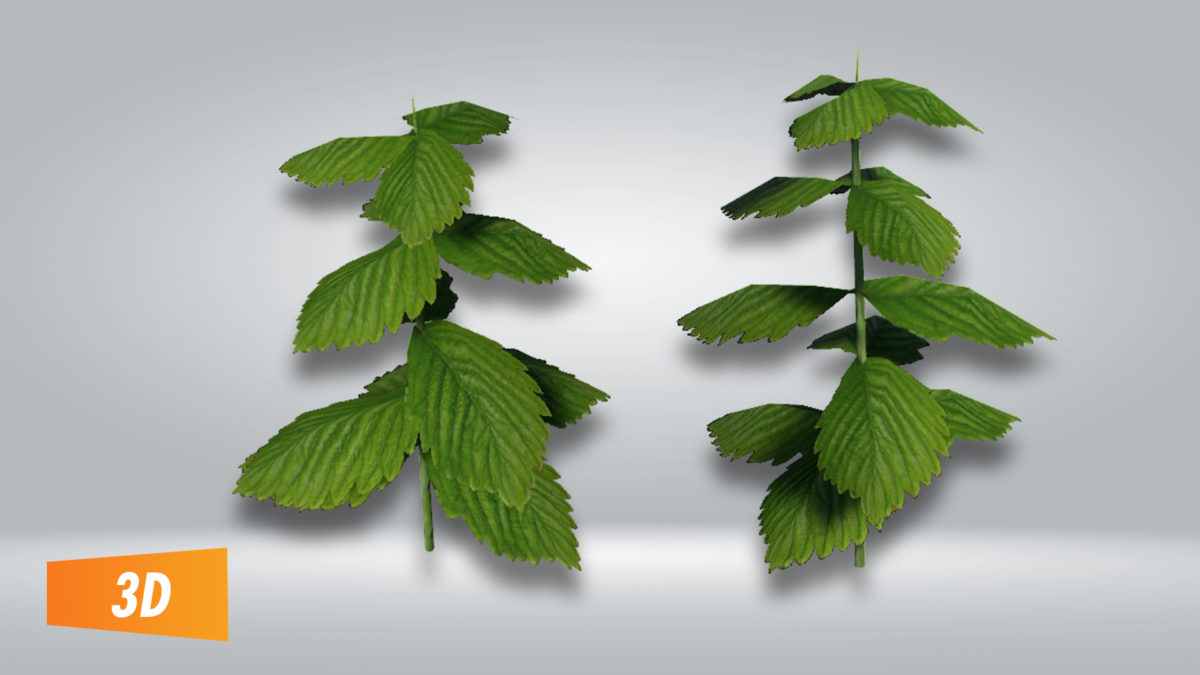 Fern 02 – Filebase for Unity