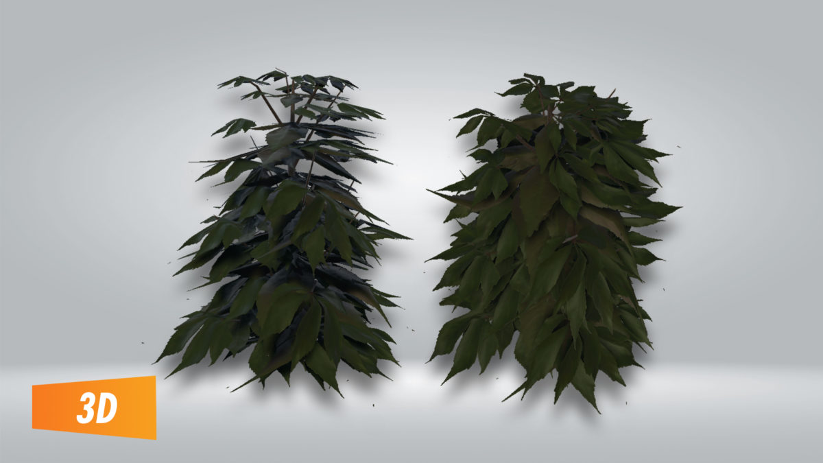 Weed 01 – Filebase for Unity