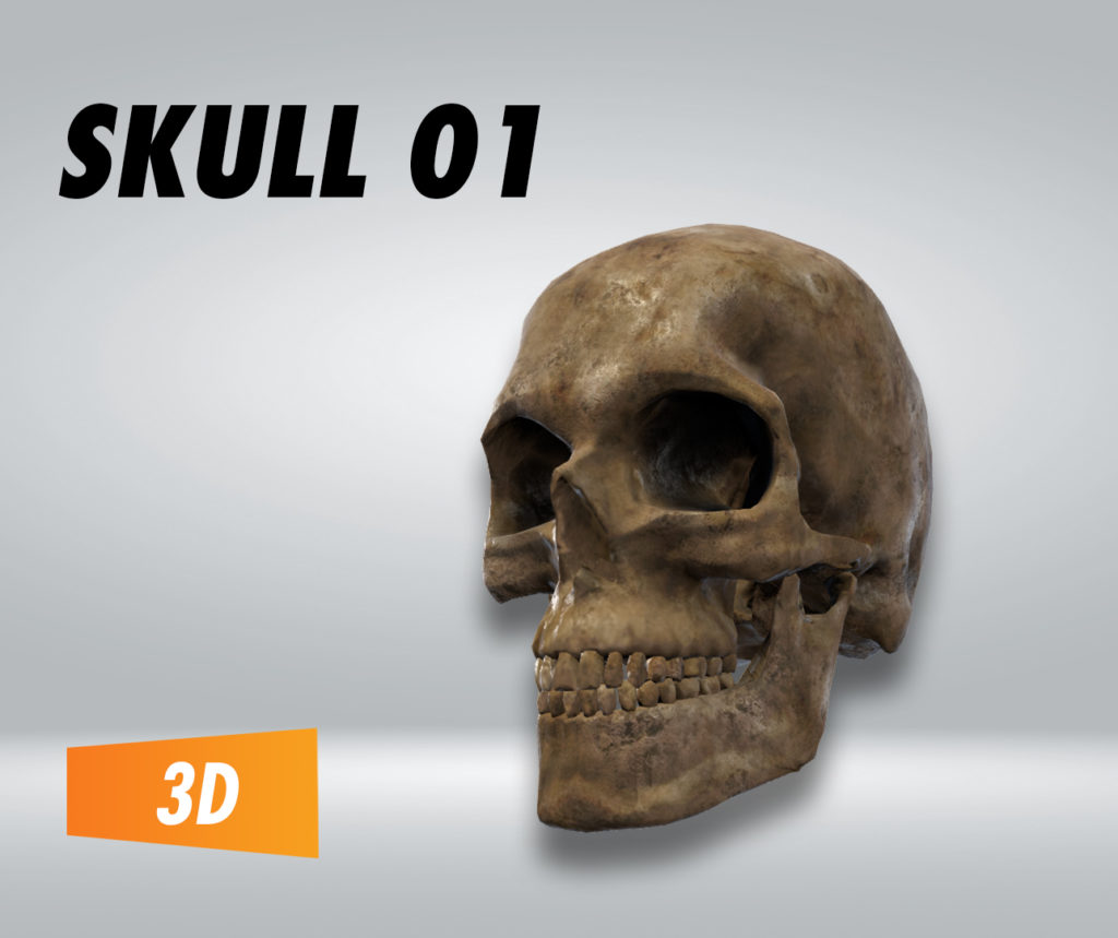 Skull 01 – Filebase for Unity