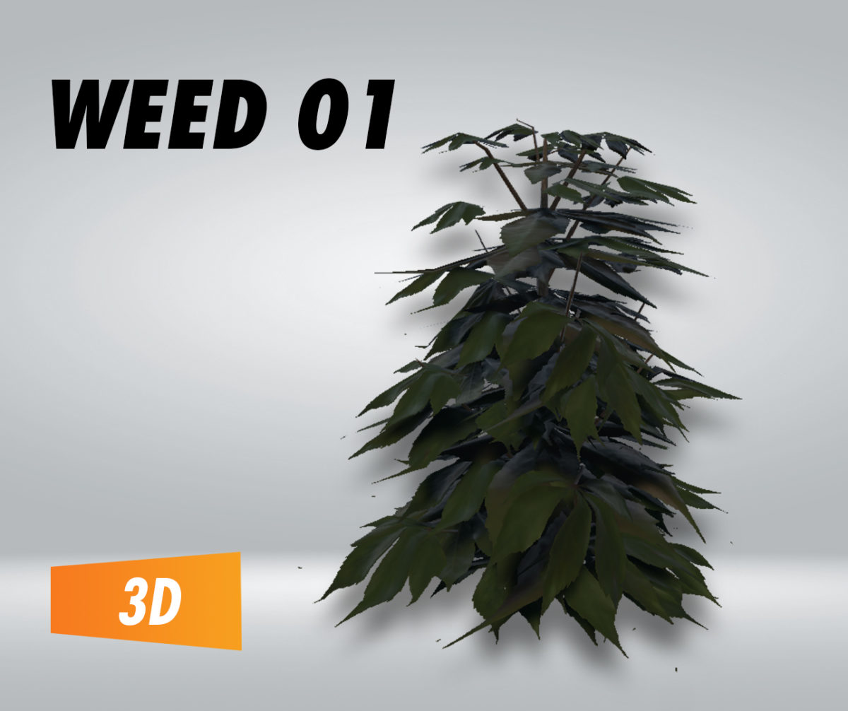 Weed 01 – Filebase for Unity