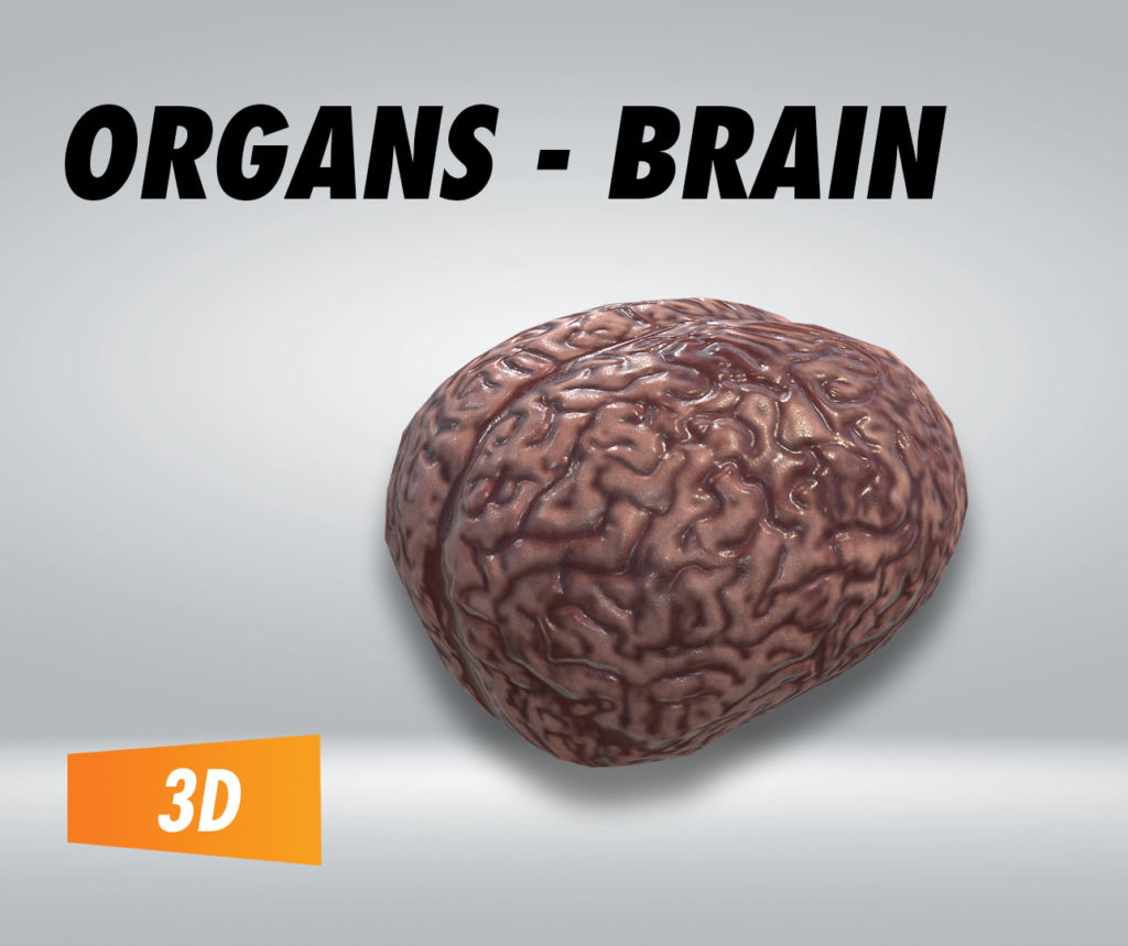 Organs – Brain – Filebase for Unity
