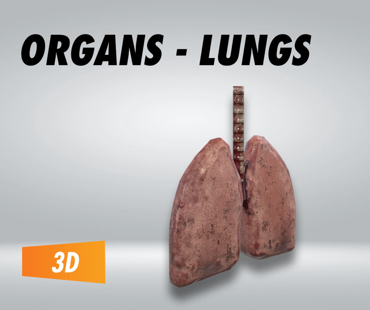 Organs – Lungs – Filebase for Unity