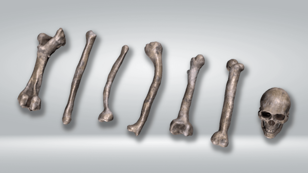 Bones Human Pack 01 – Filebase for Unity