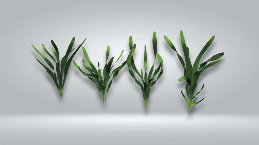 Seaweed 01 – Filebase for Unity