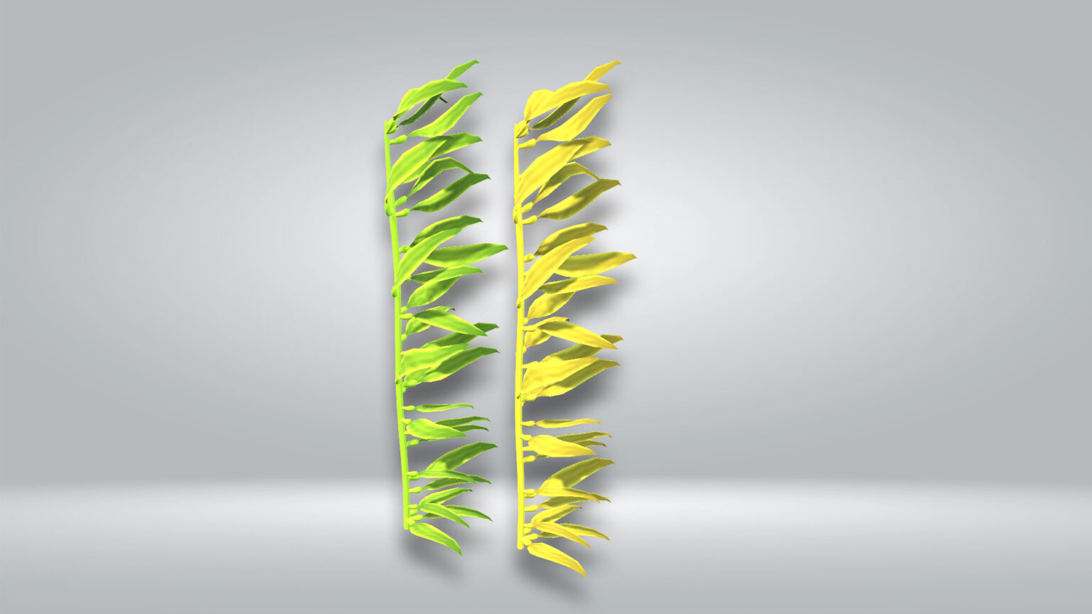 Seaweed 02 – Filebase for Unity