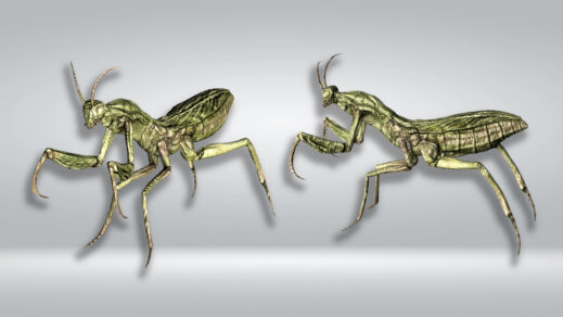 Mantis 01 – Filebase for Unity