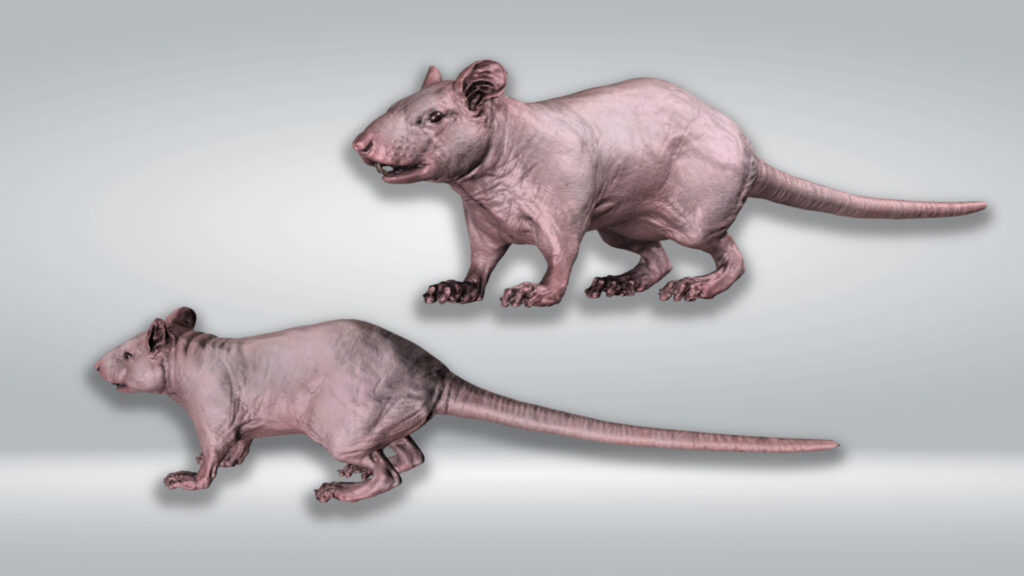 Rat 01 – Filebase for Unity