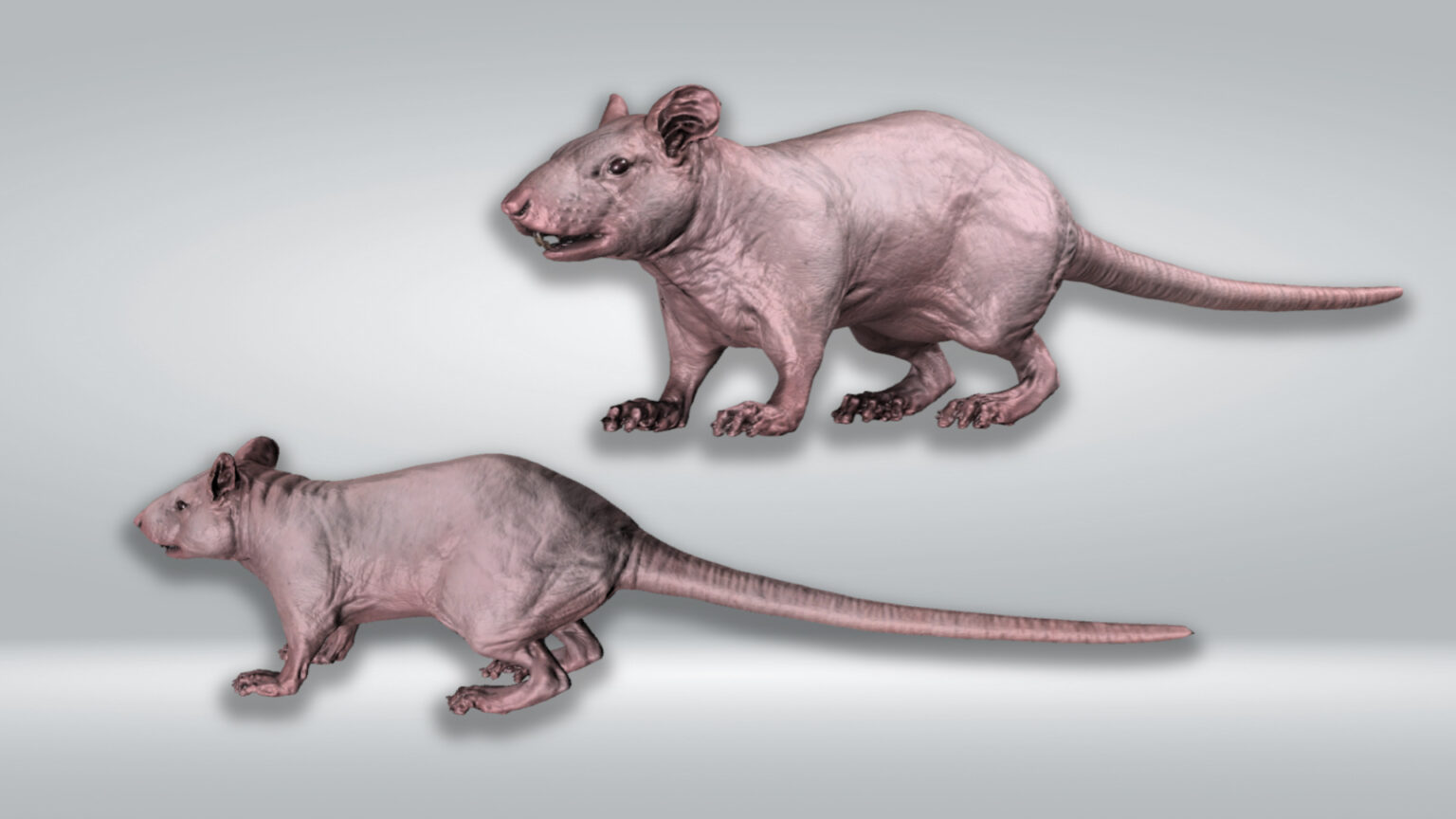 Rat 01 – Filebase for Unity