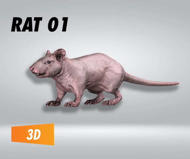 Rat 01 – Filebase for Unity