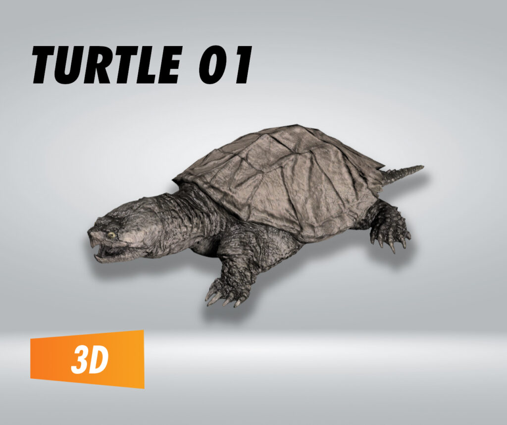 Turtle 01 – Filebase for Unity